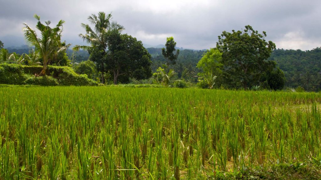 Tetebatu – Lombok's rice terrace heaven | Travel blog about Southeast ...